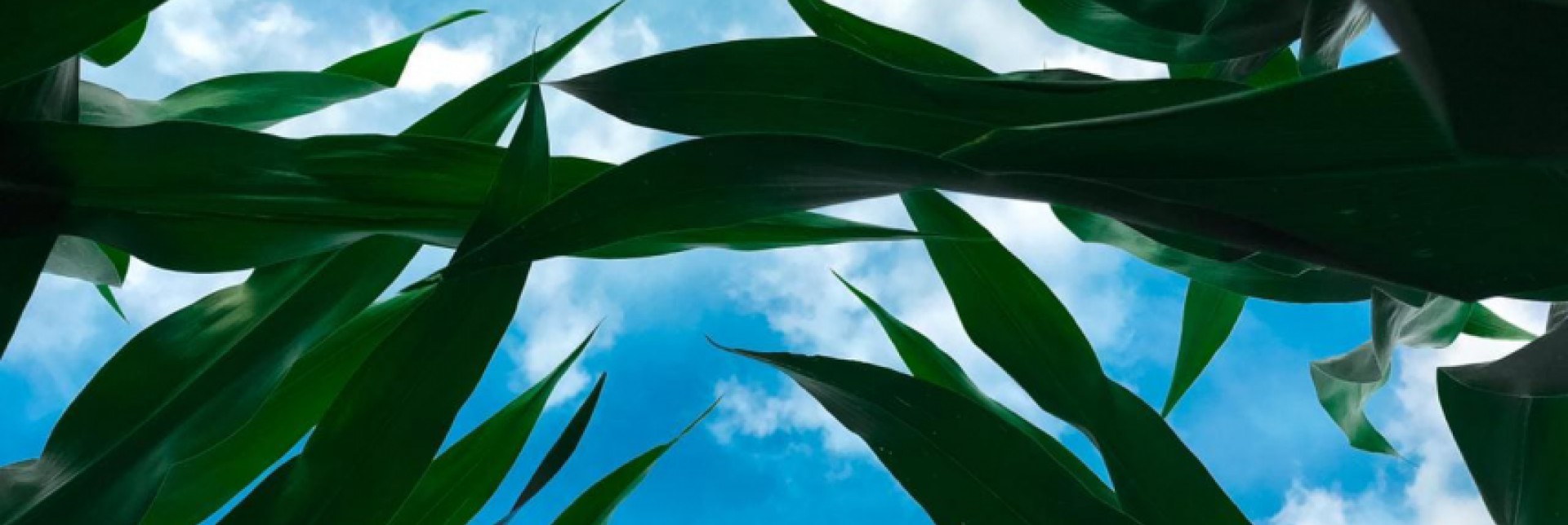 Mosaic Fertilizantes vai investir R$ 400 milhões em nova unidade de ...